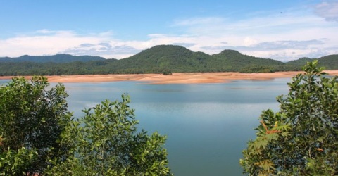 Đi lấy mật, một người đàn ông bị ong rừng đốt tử vong