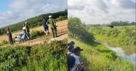 Người đàn ông bị trâu đực nặng 200 kg húc tử vong